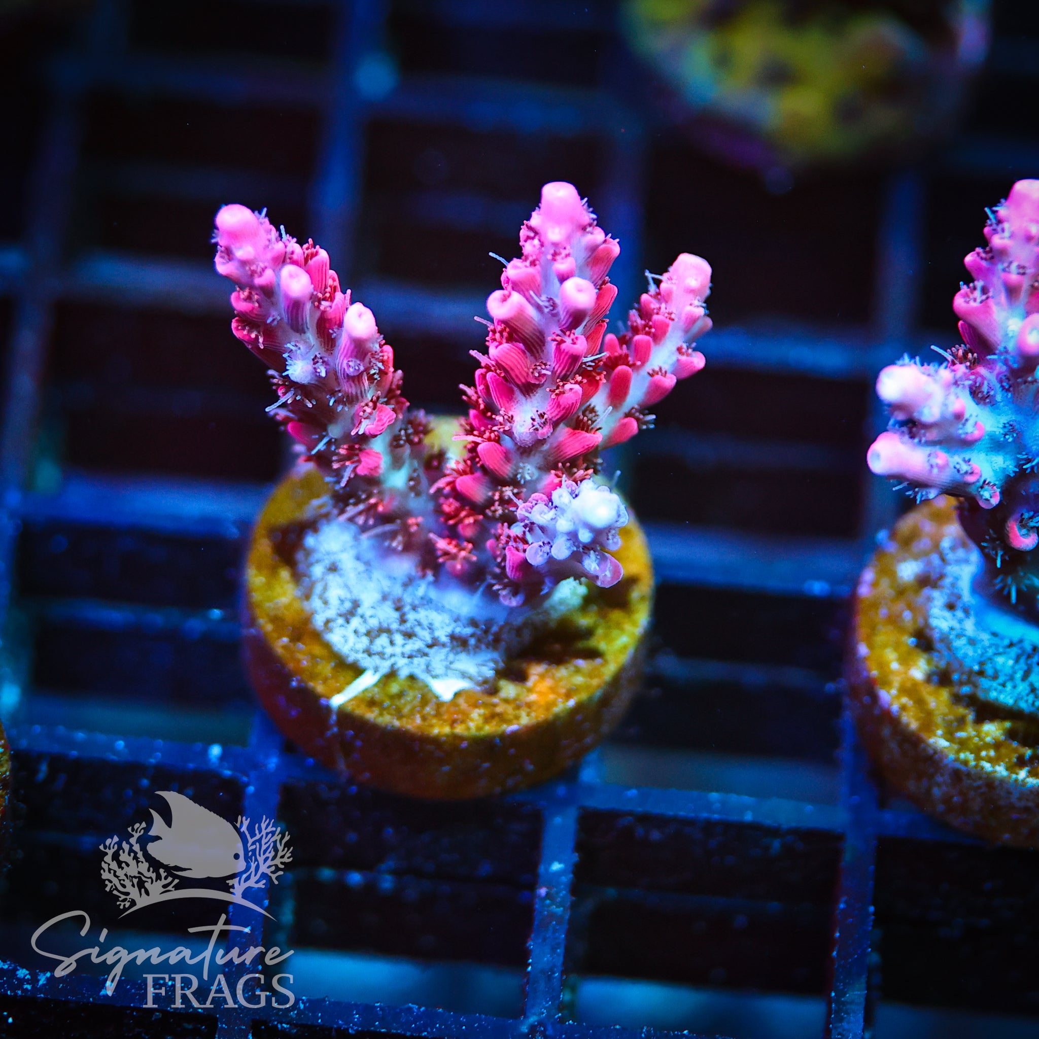 Acropora – Signature frags