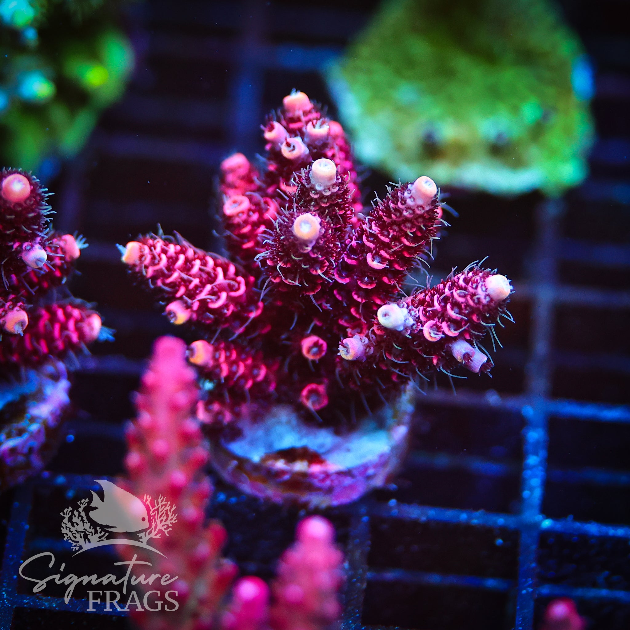 Acropora – Signature frags