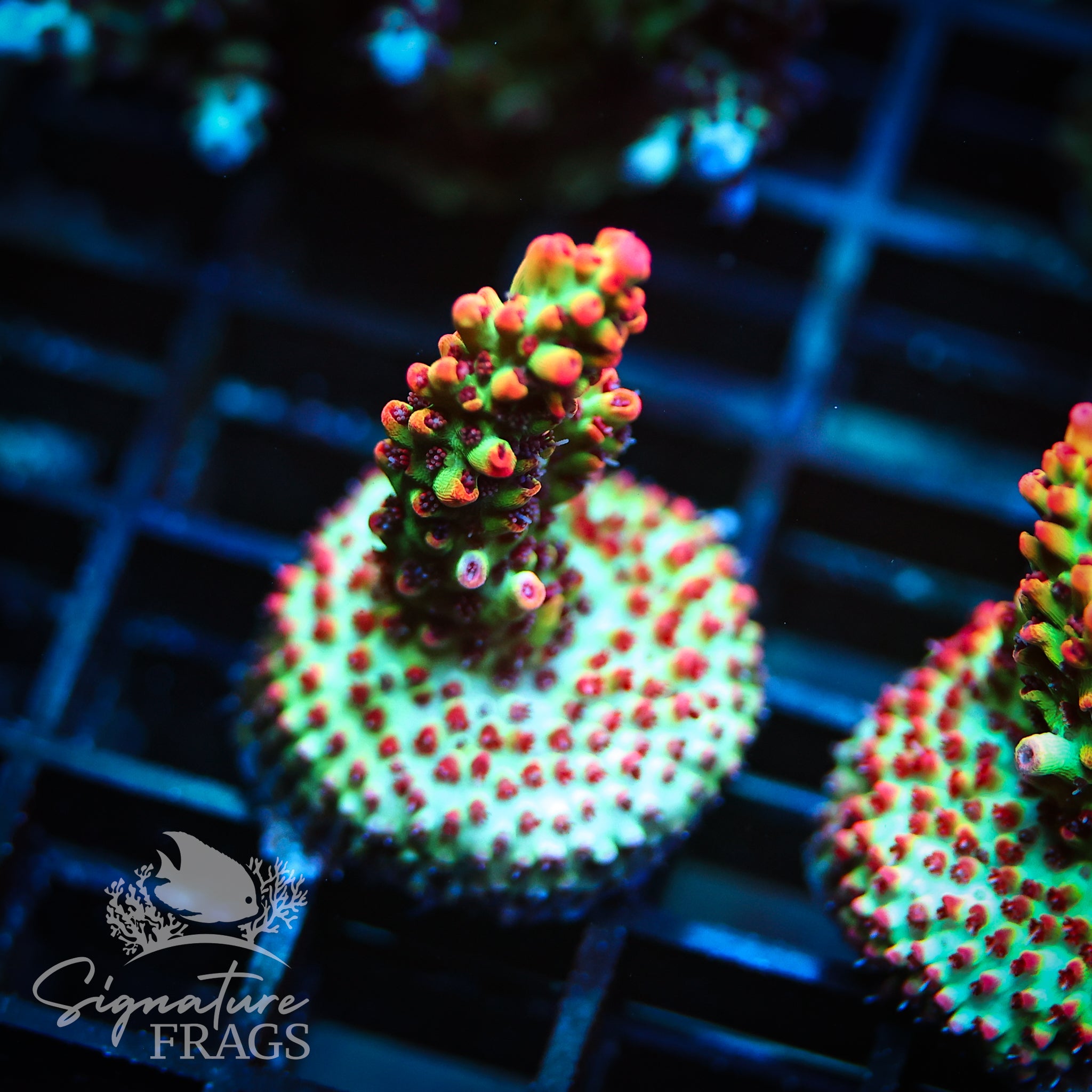All SPS – Signature frags