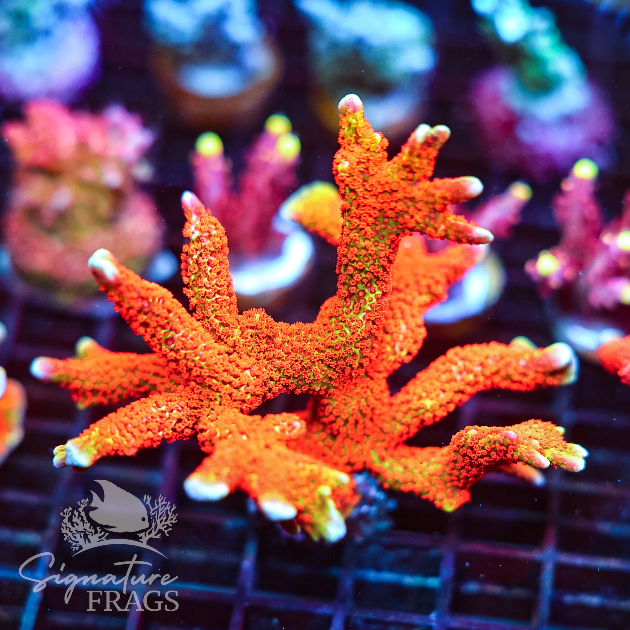 Forest Fire – Signature frags