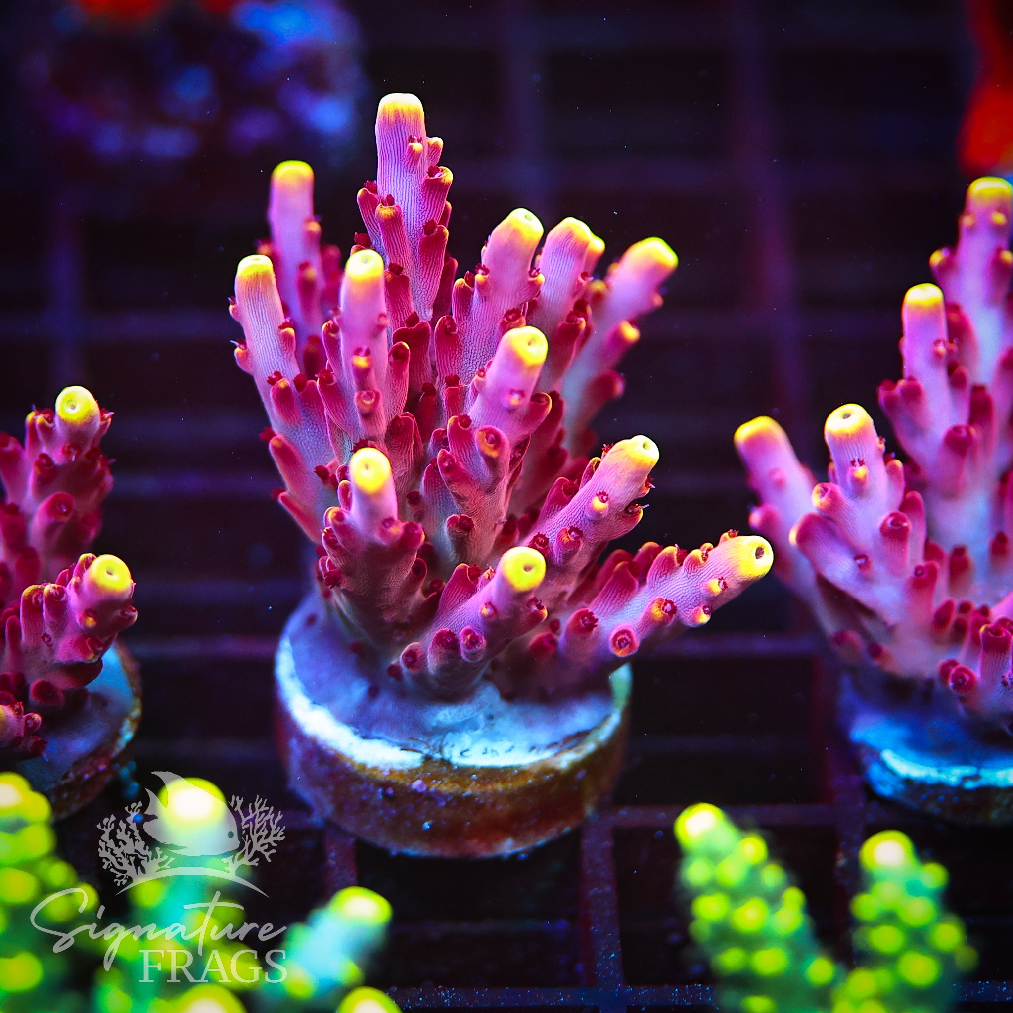 Acropora – Signature frags