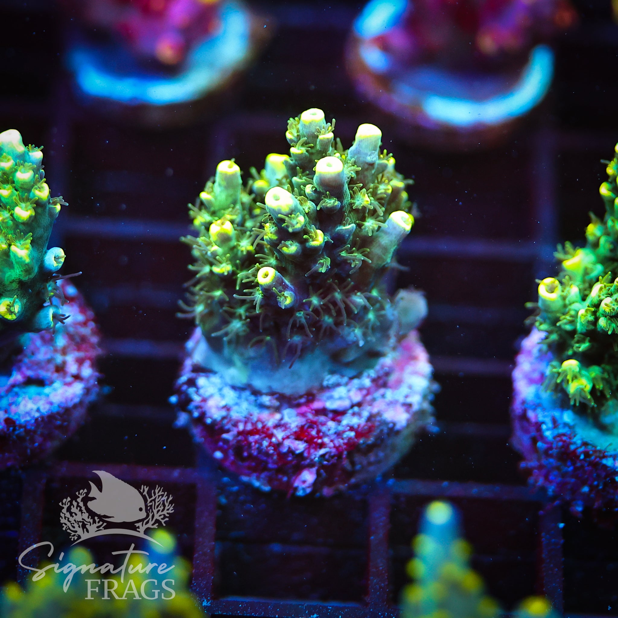 Acropora – Signature frags
