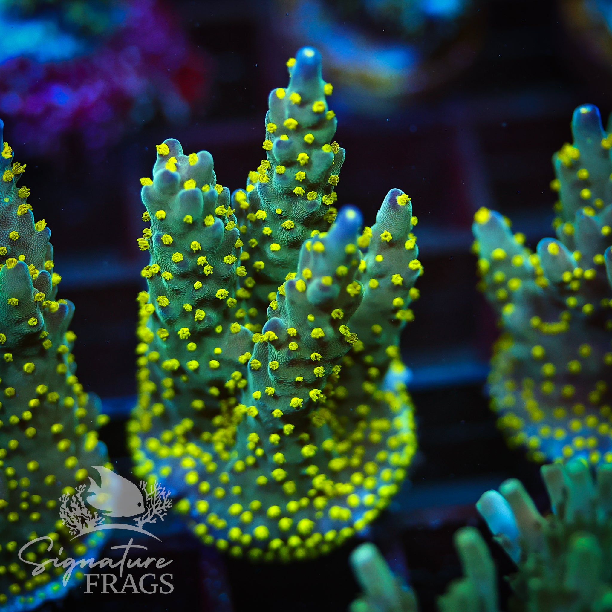 Acropora – Signature frags