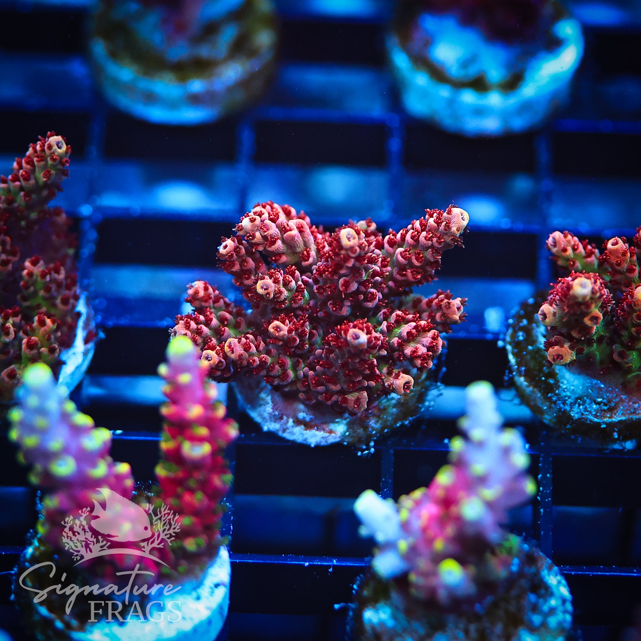 Acropora – Signature frags