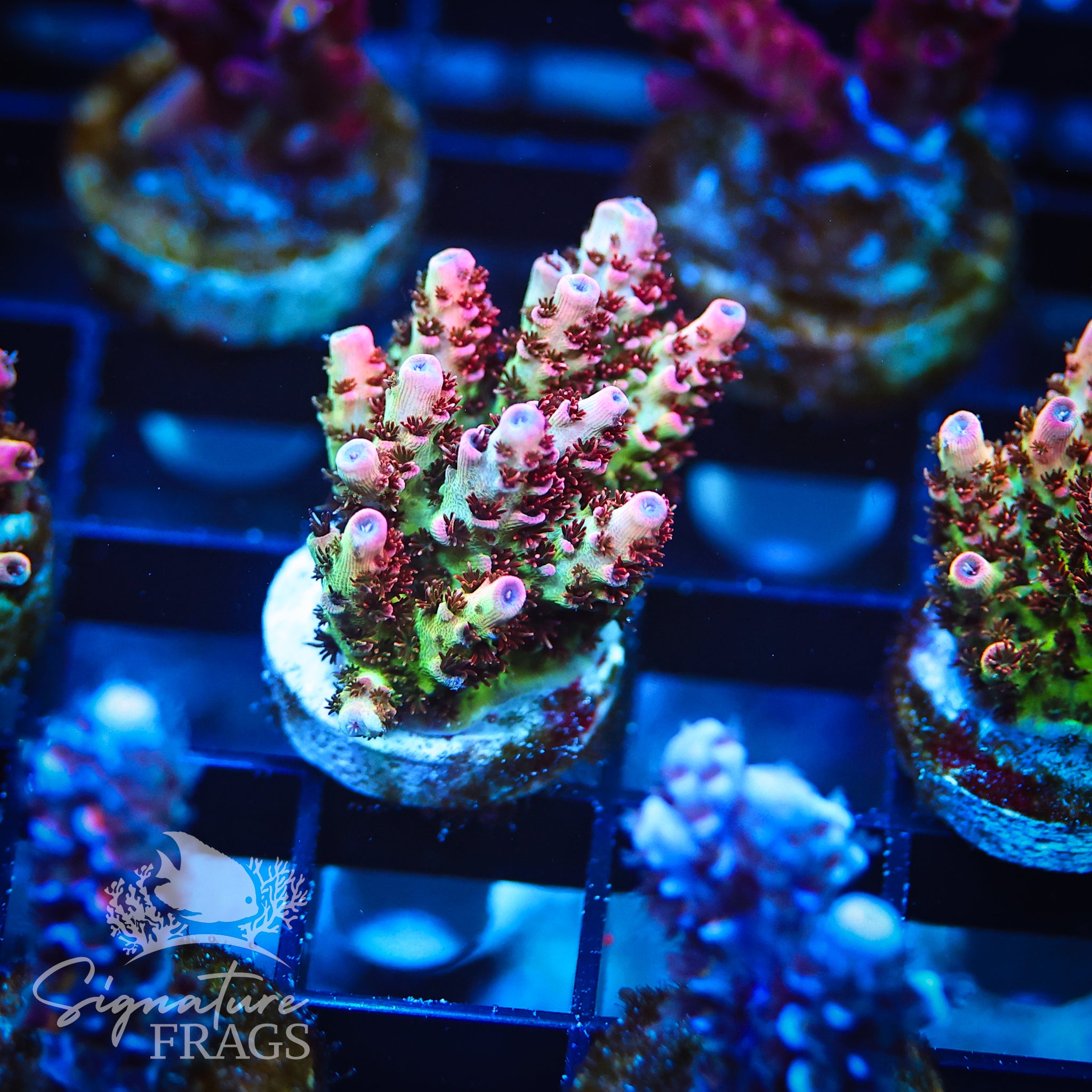 Acropora – Signature frags