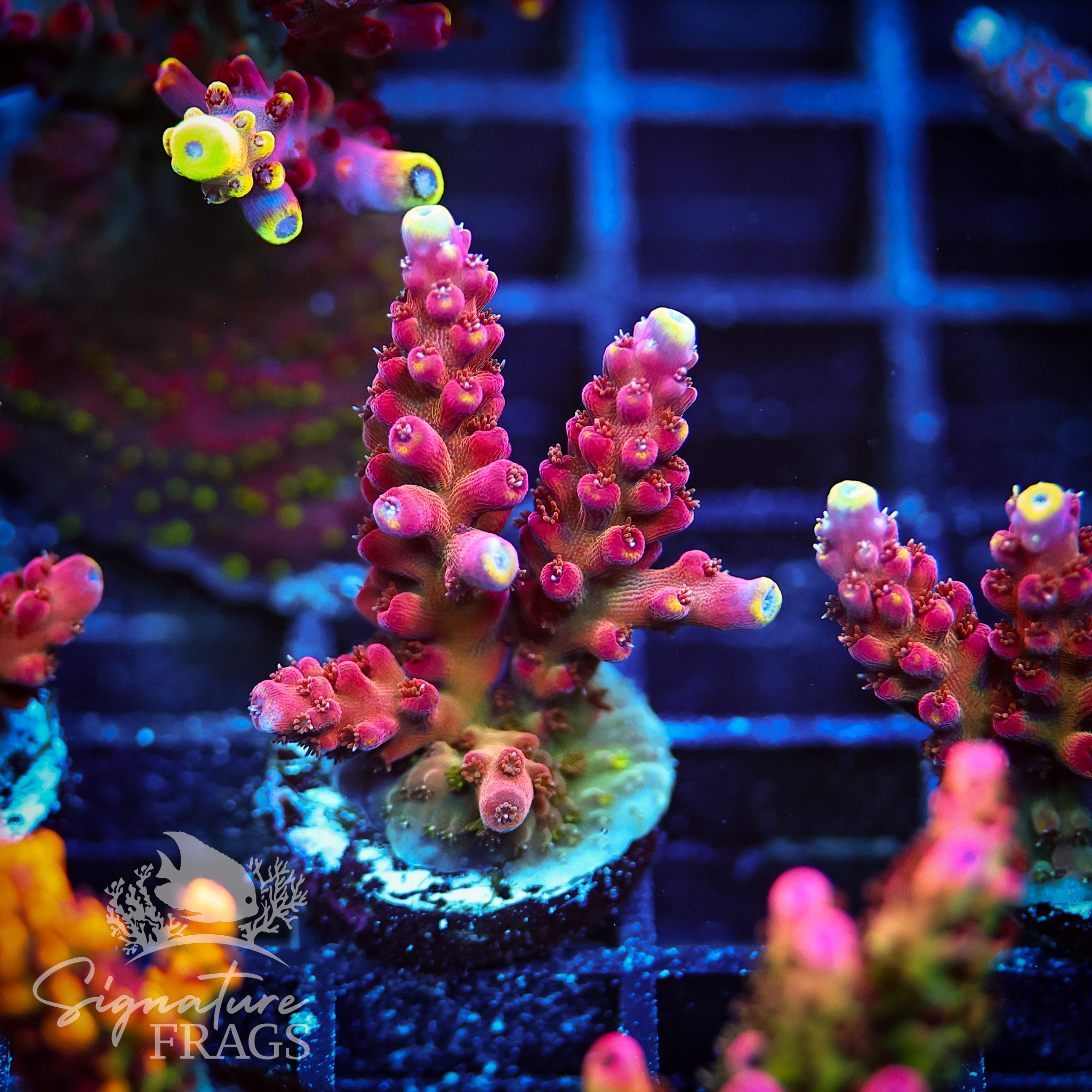 Acropora – Signature frags