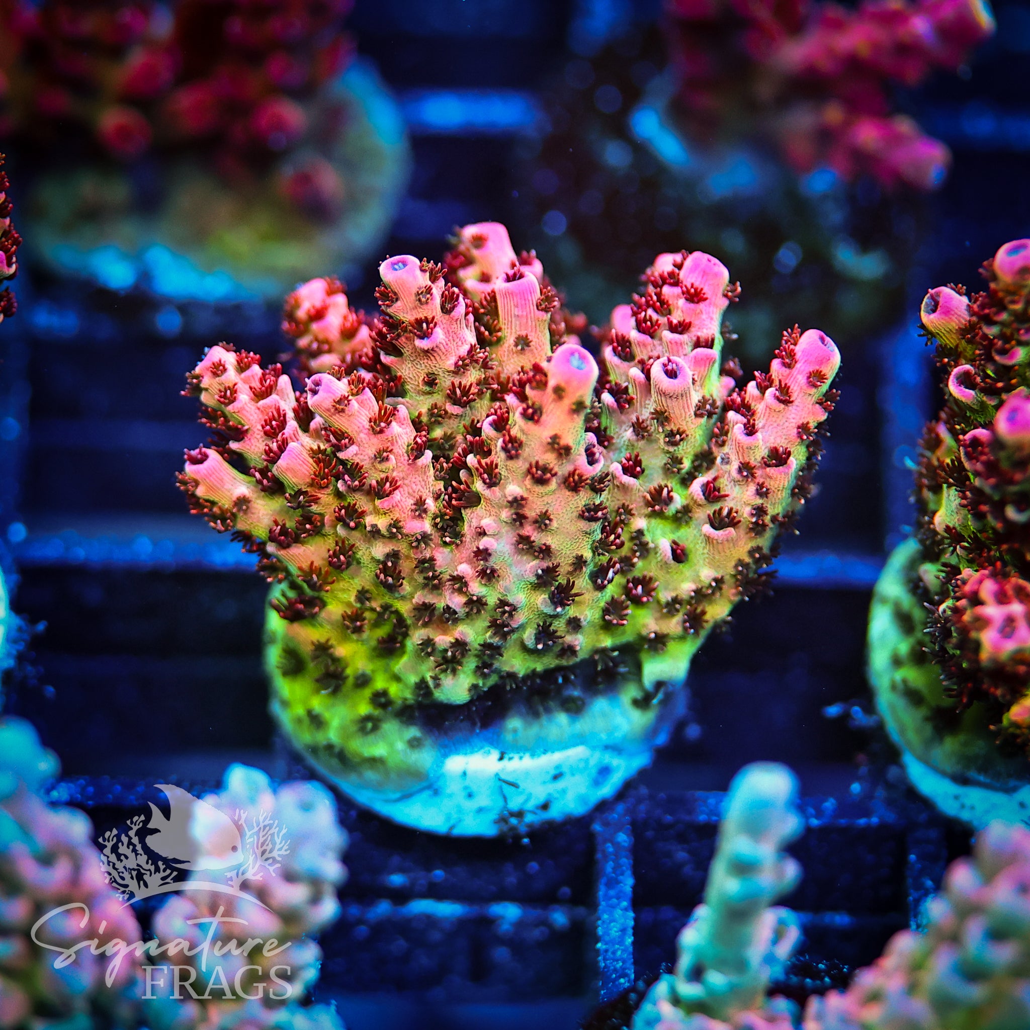 Acropora – Signature frags