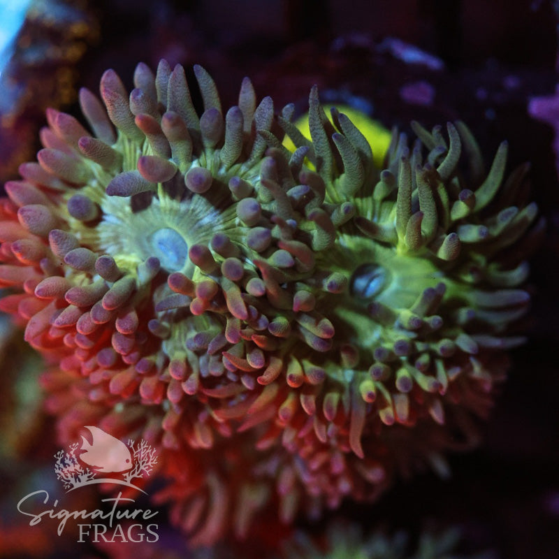 Duncan – Signature frags