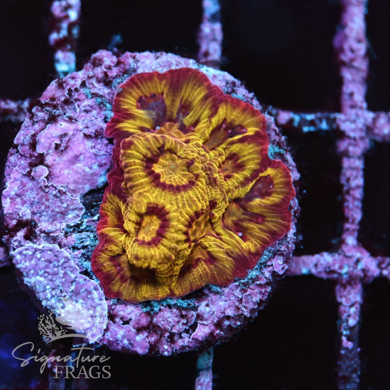 Favia – Signature frags