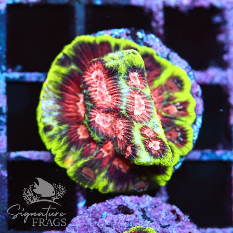 Jungle Juice Favites – Signature frags