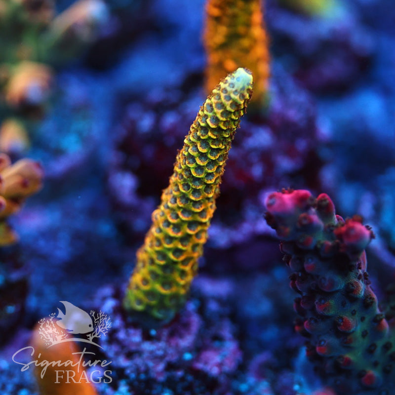 All SPS – Signature frags