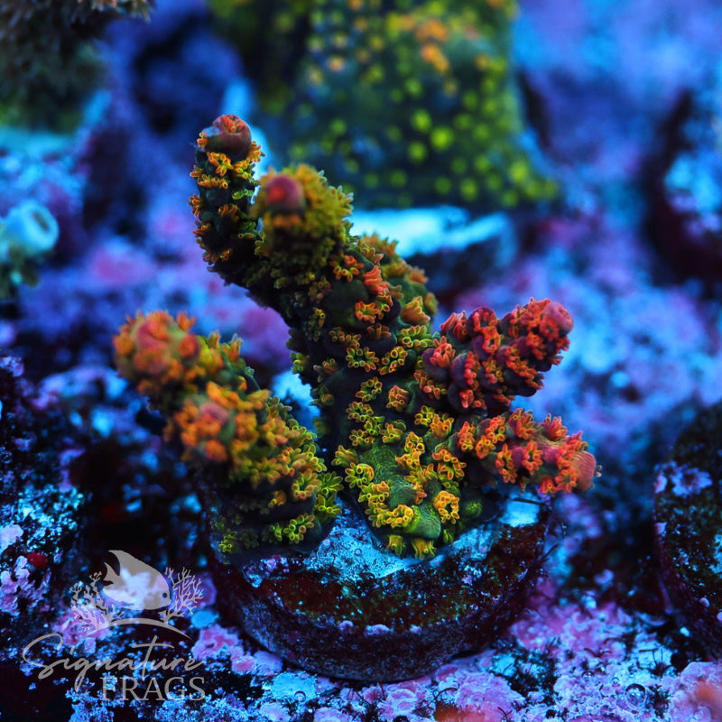 Acropora – Signature frags