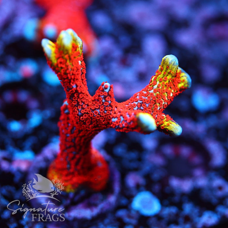 All SPS – Signature frags