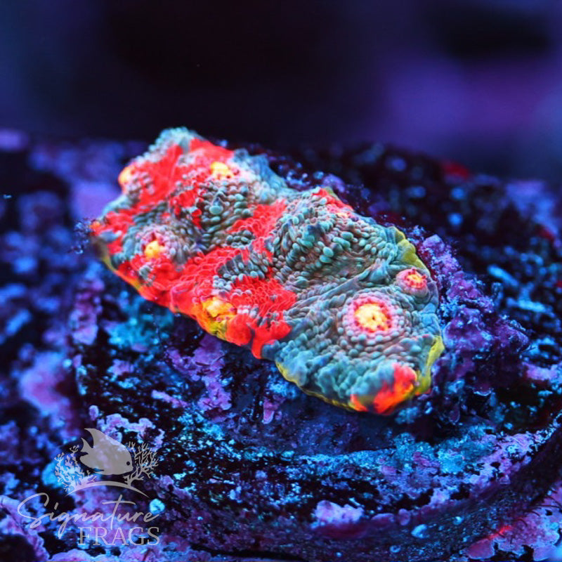 Chalice – Signature frags