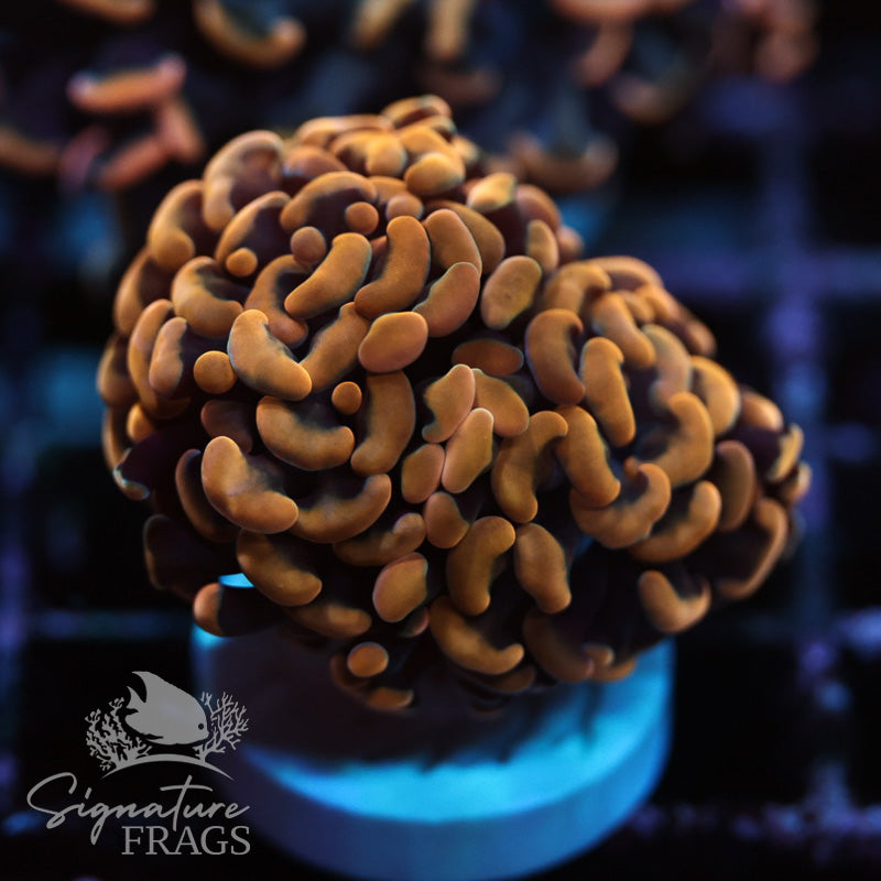 Hammer – Signature frags