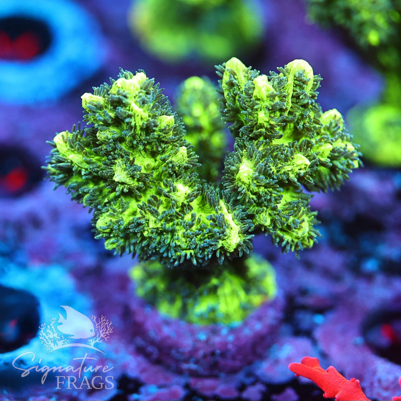 All SPS – Page 6 – Signature frags