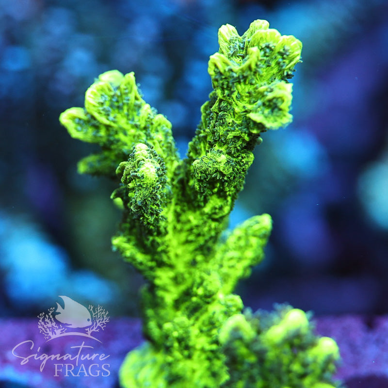 Hydnophora – Signature frags