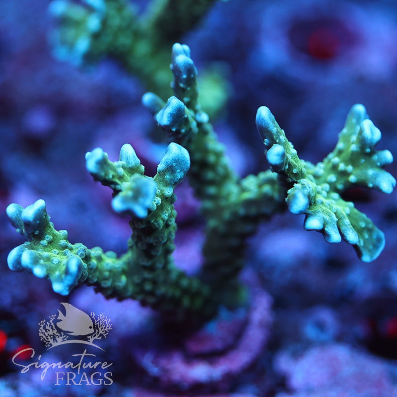 Anacropora – Signature frags