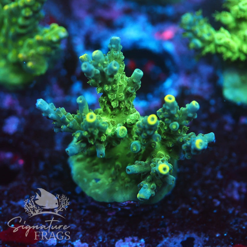 Robin Hood – Signature frags