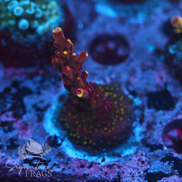 Fox Flame – Signature frags