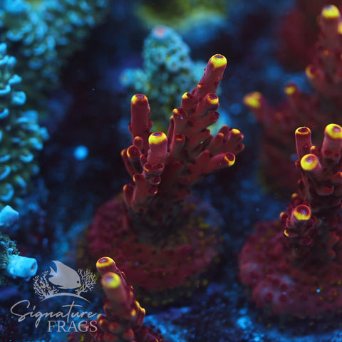 Fox Flame – Signature frags