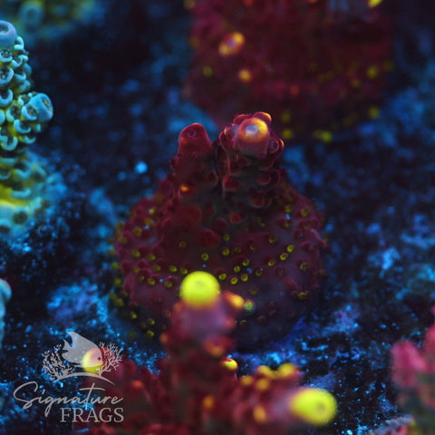 Fox Flame – Signature frags