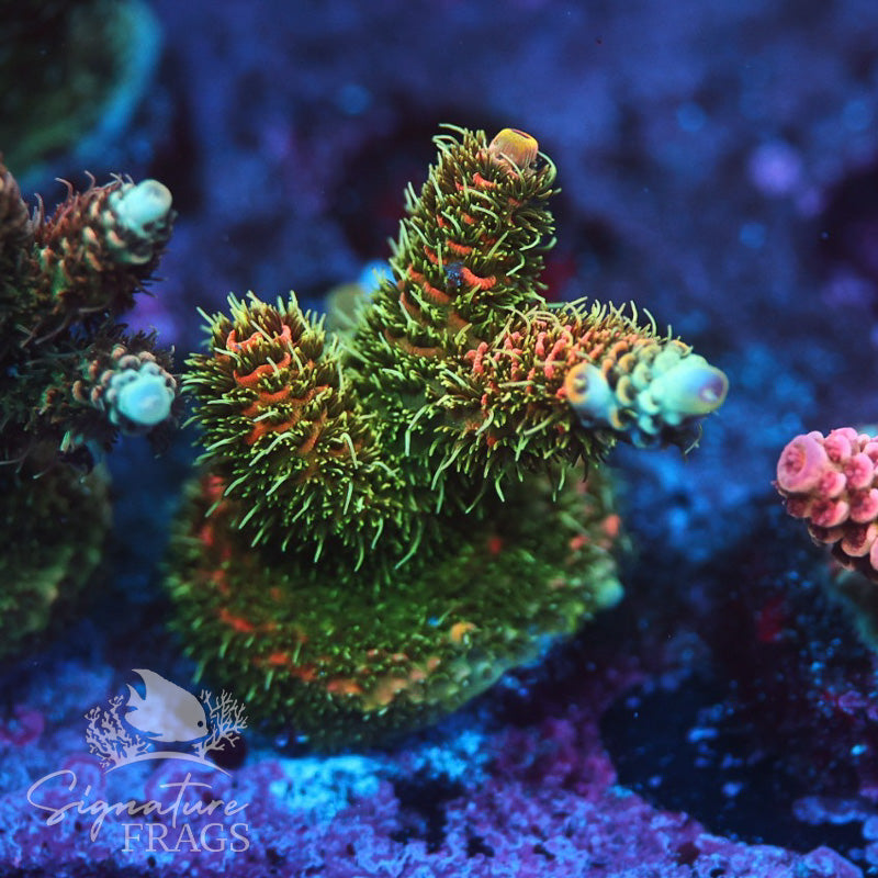 Solar Flare – Signature frags