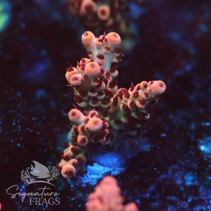 Acropora – Signature frags