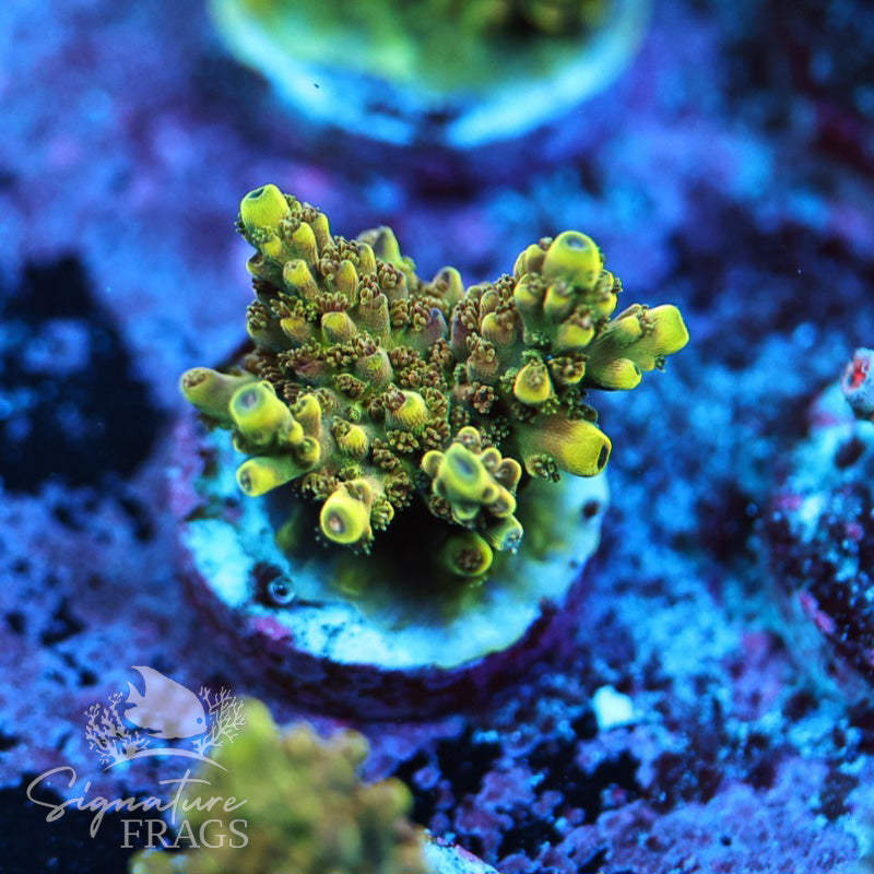 Big Bud – Signature frags