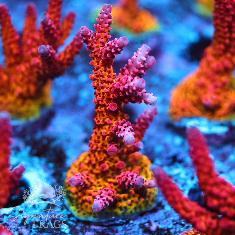 All SPS – Signature frags