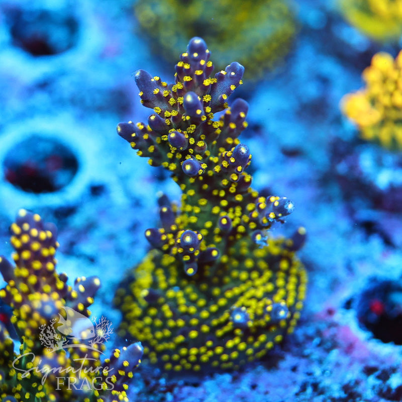 Acropora – Signature frags