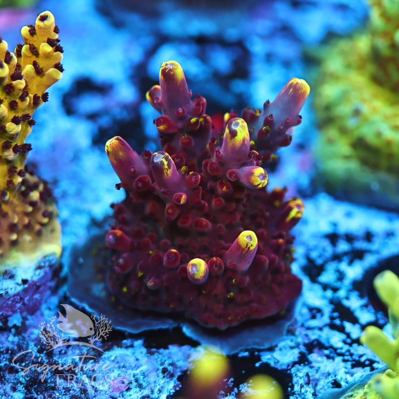 Fox Flame – Signature frags