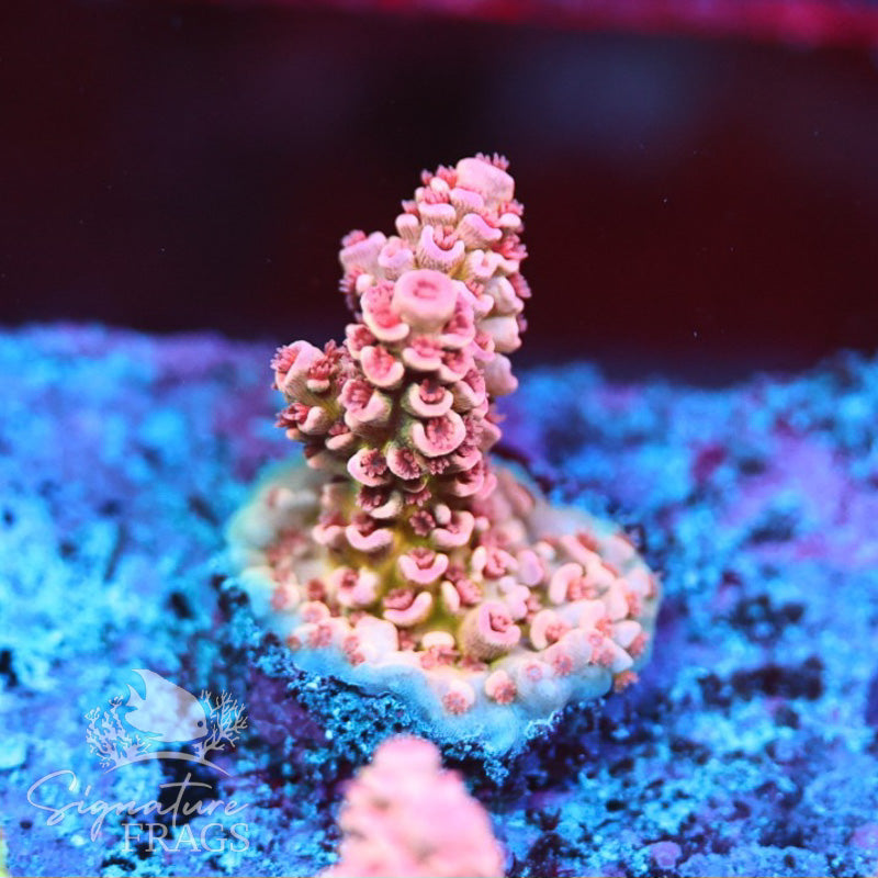 All SPS – Page 3 – Signature frags