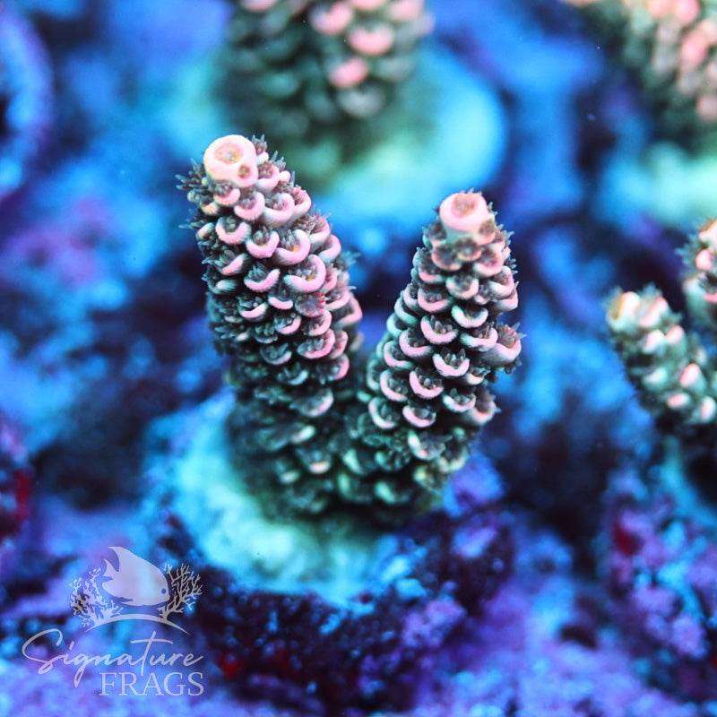 All SPS – Page 5 – Signature frags