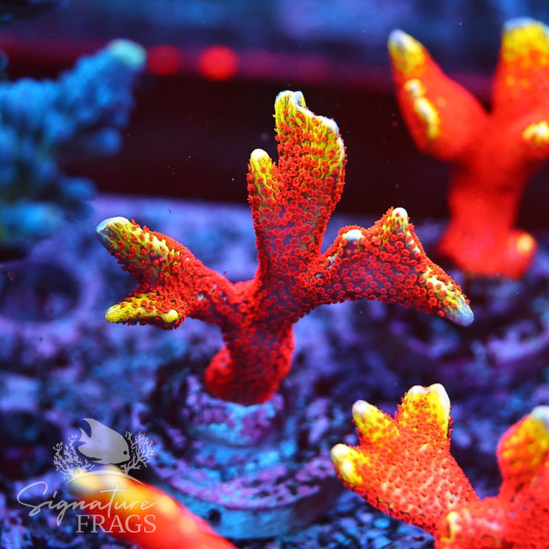 All SPS – Signature frags