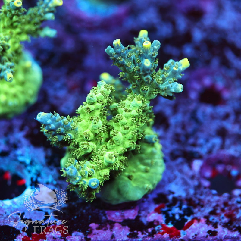 Robin Hood – Signature frags