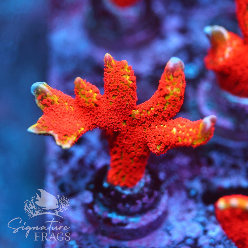 All SPS – Signature frags
