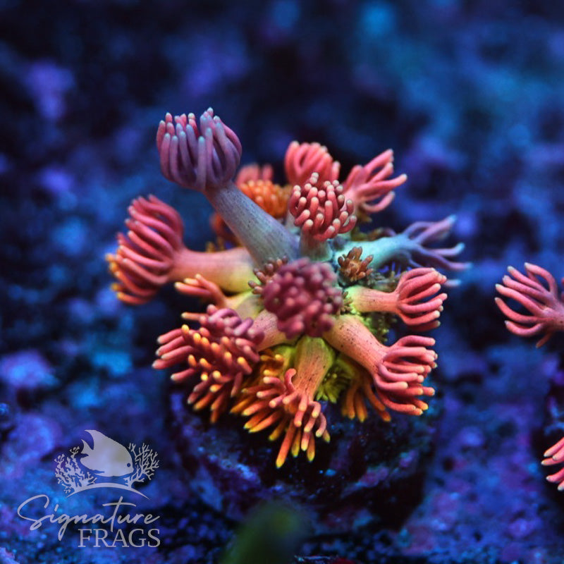 Goniopora – Signature frags