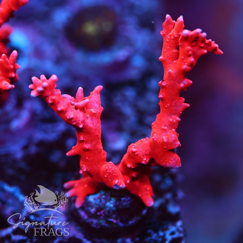All SPS – Signature frags