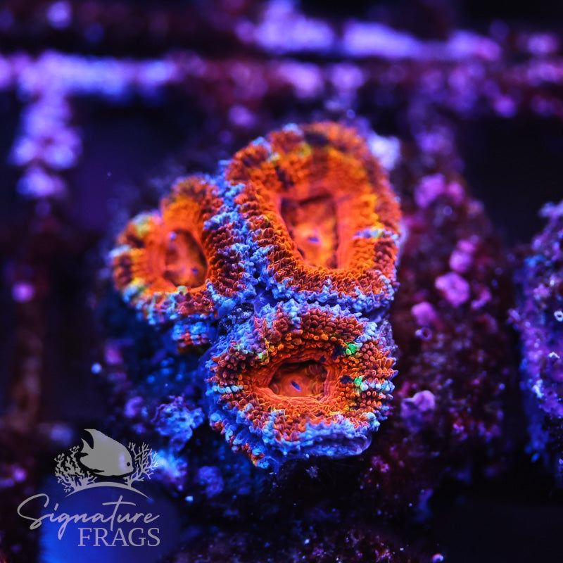 Micromussa – Signature frags