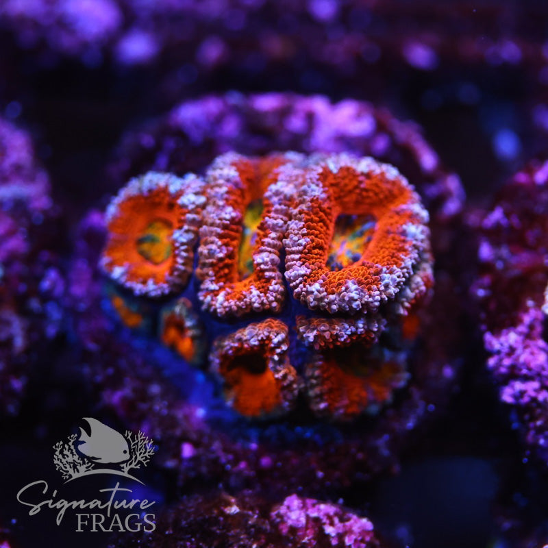 Micromussa – Signature frags