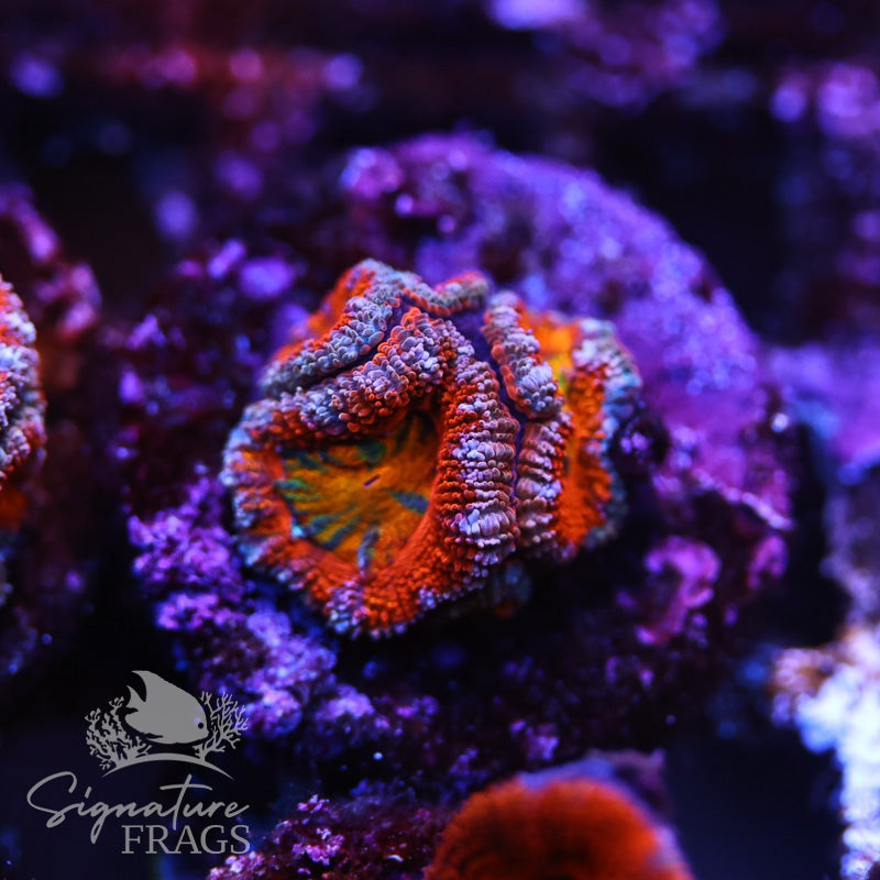 Micromussa – Signature frags