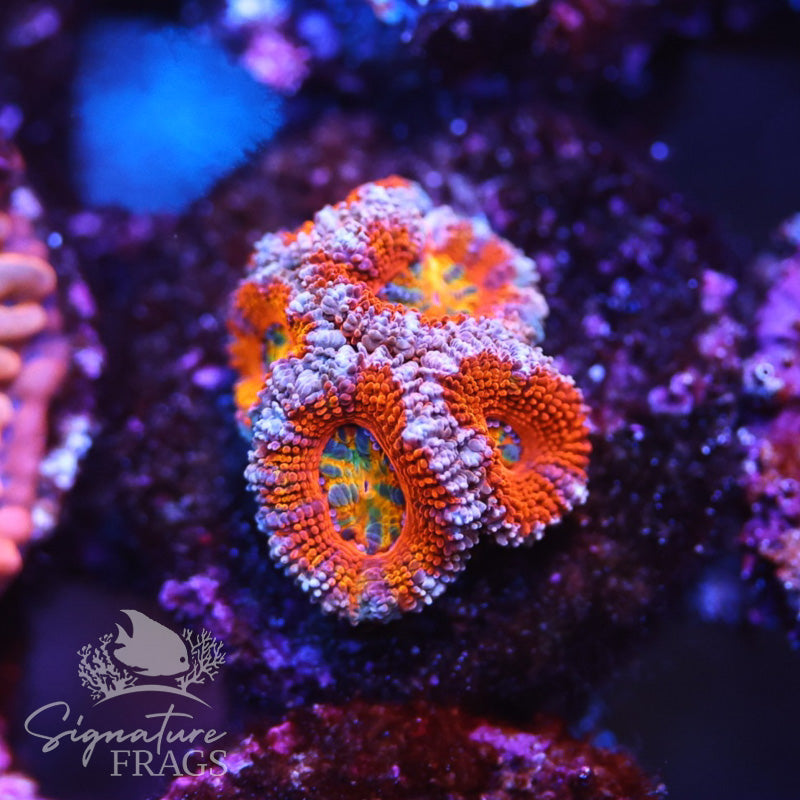 Micromussa – Signature frags